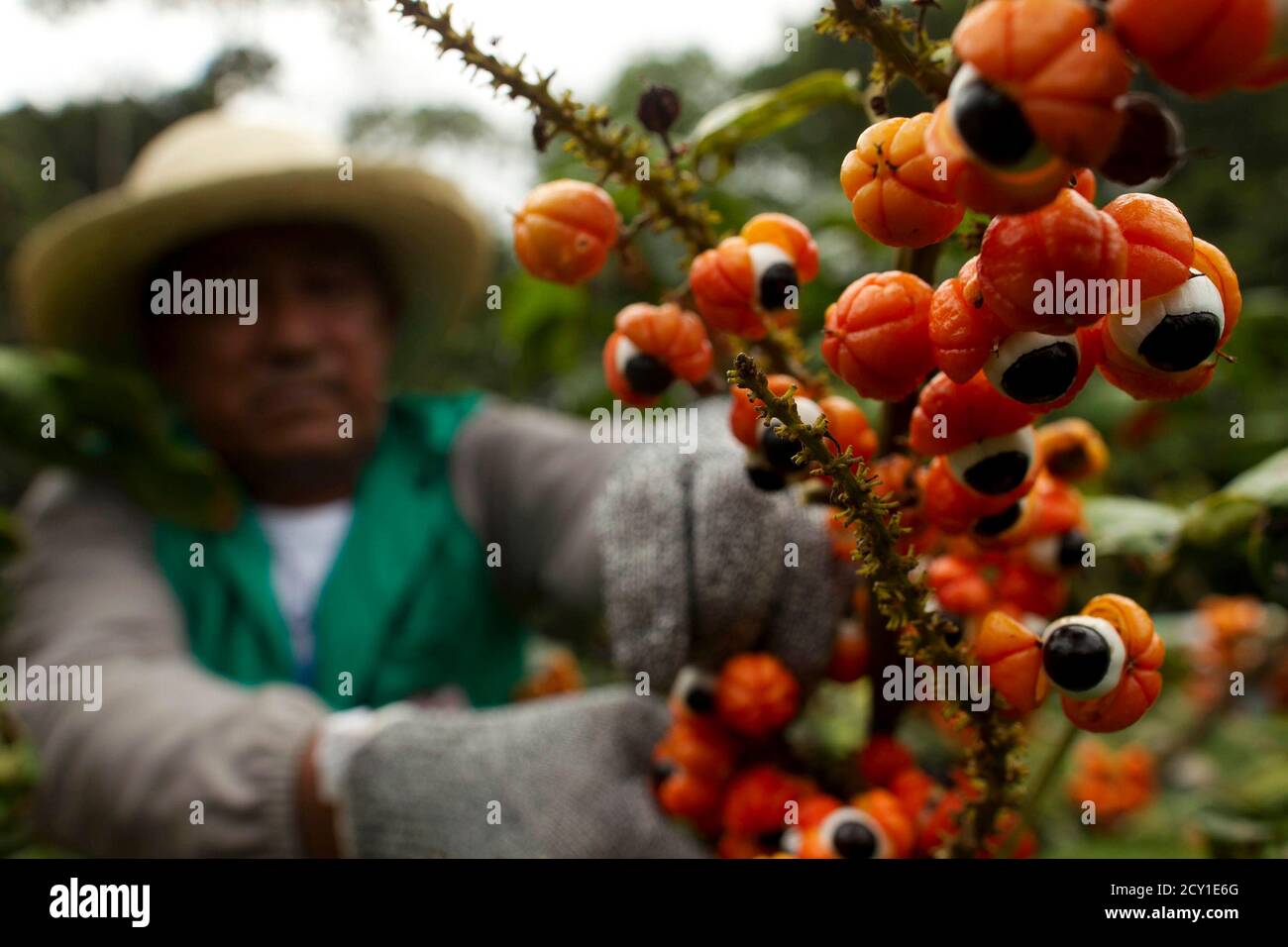 Guarani language hi-res stock photography and images - Alamy