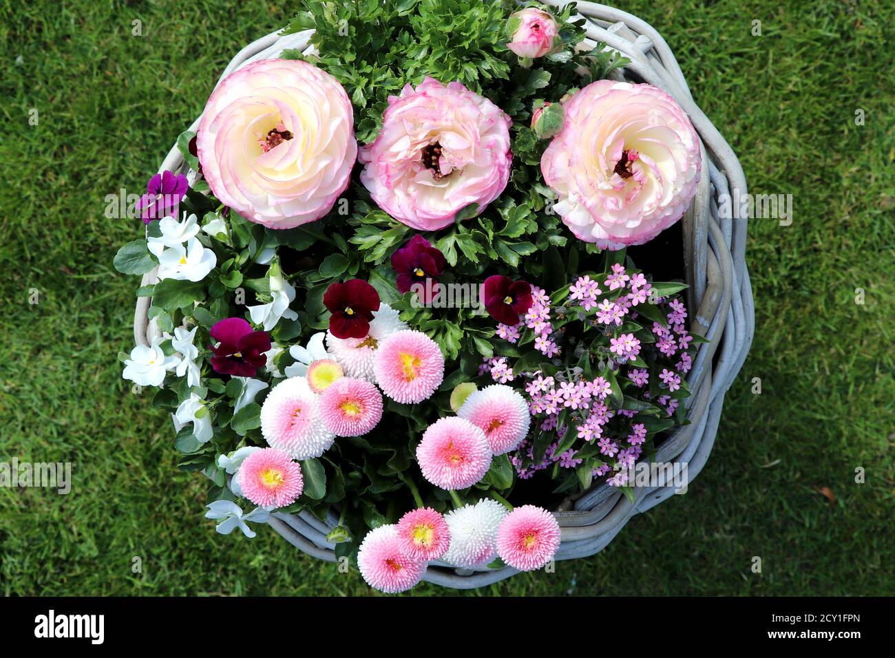 pink ranunculus, viola flower, bellis perennis and forget me not flower ...
