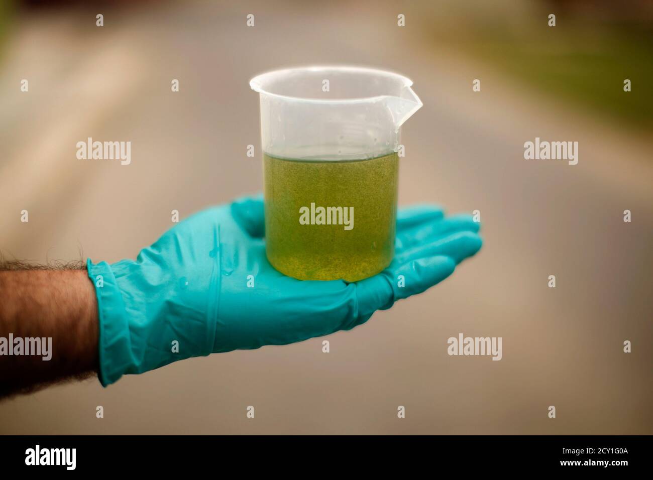 Algae under microscope hi-res stock photography and images - Alamy