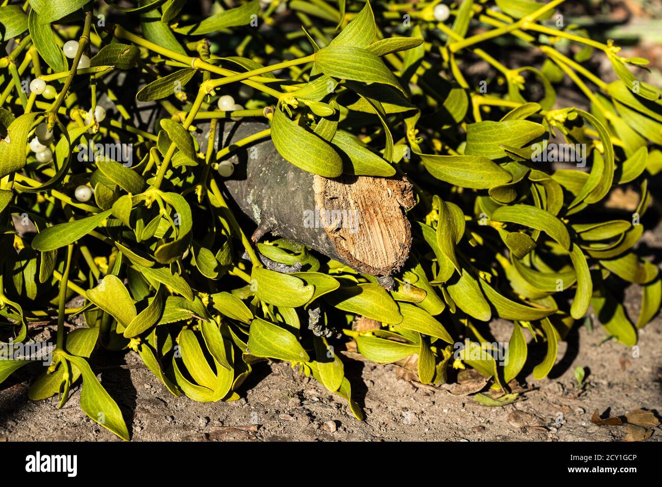 Viscum on a tree,apple tree fell ill with the parasite Viscum album ...