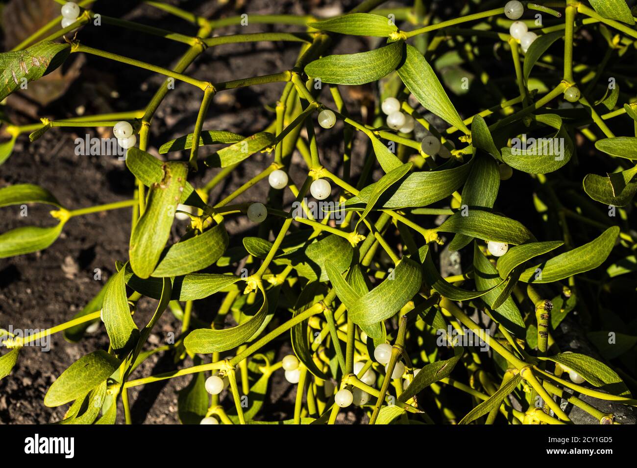 Viscum on a tree,apple tree fell ill with the parasite Viscum album ...