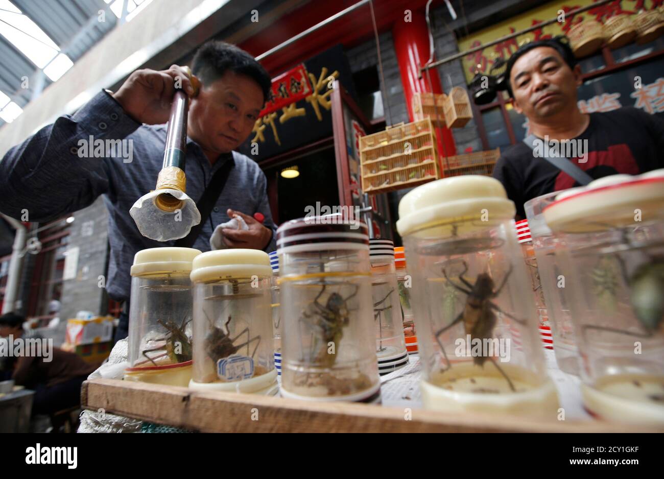 Bush cricket singing hi-res stock photography and images - Alamy