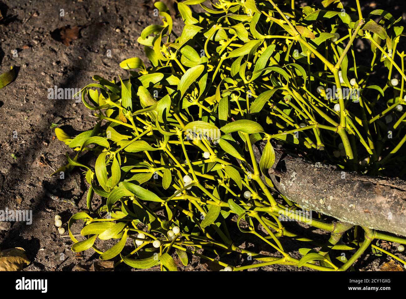 Viscum on a tree,apple tree fell ill with the parasite Viscum album ...