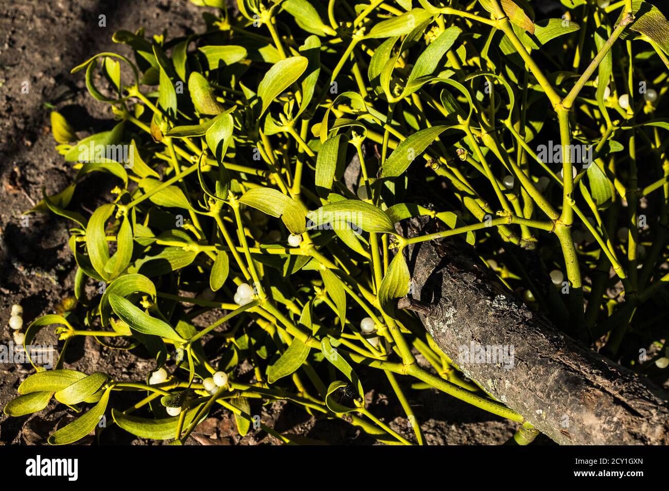 Viscum on a tree,apple tree fell ill with the parasite Viscum album ...