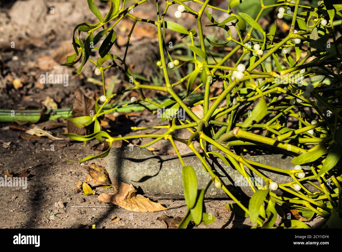 Parasitic on apple tree hi-res stock photography and images - Alamy