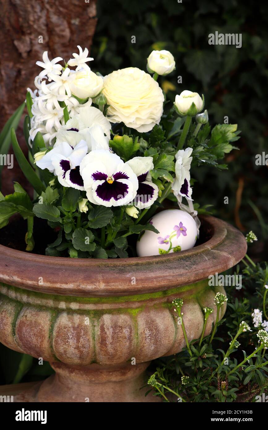 white viola flower, ranunculus and hyacinth in plant vase in garden ...