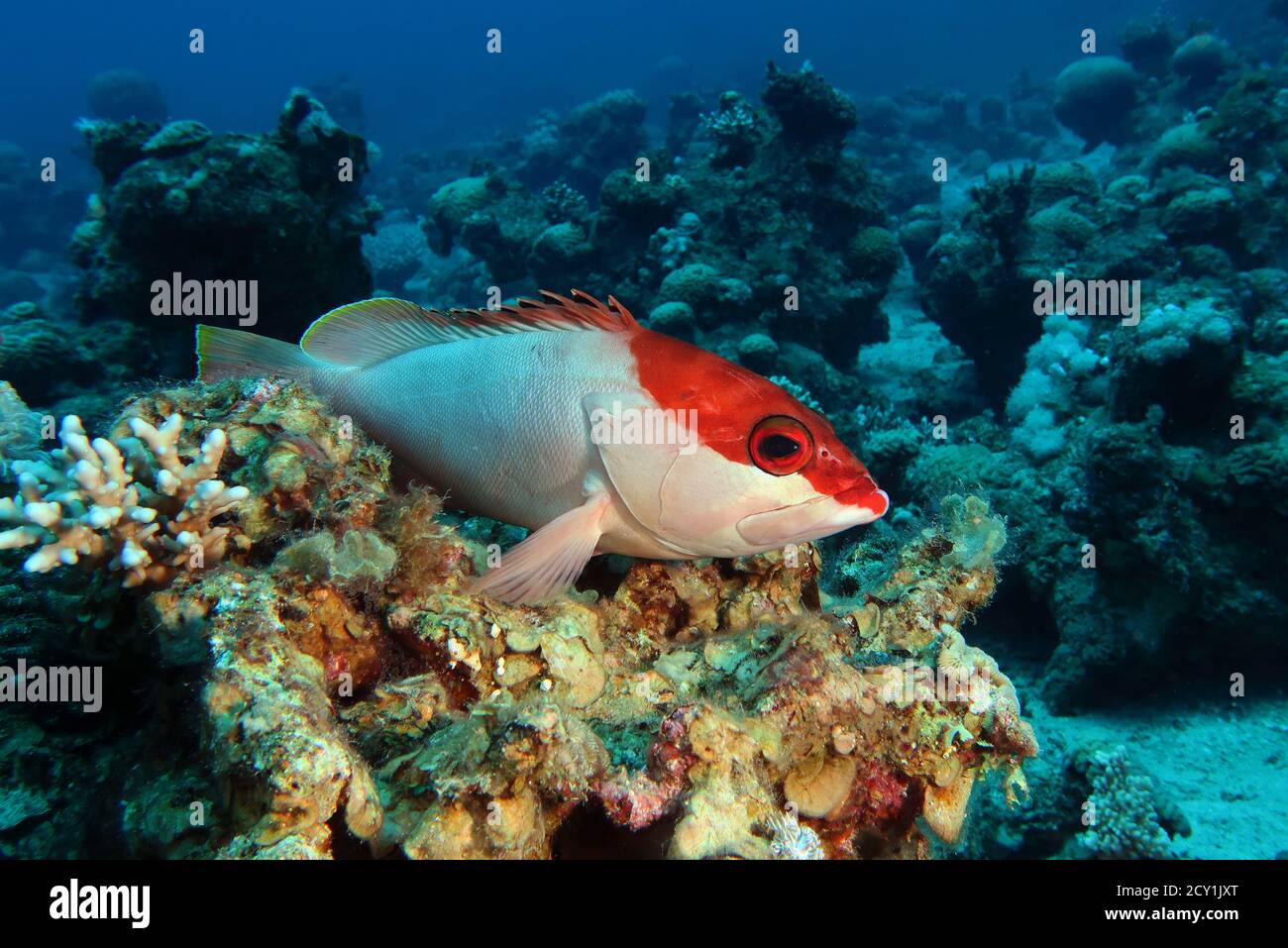 grouper fish from the red sea coral reefs Stock Photo - Alamy