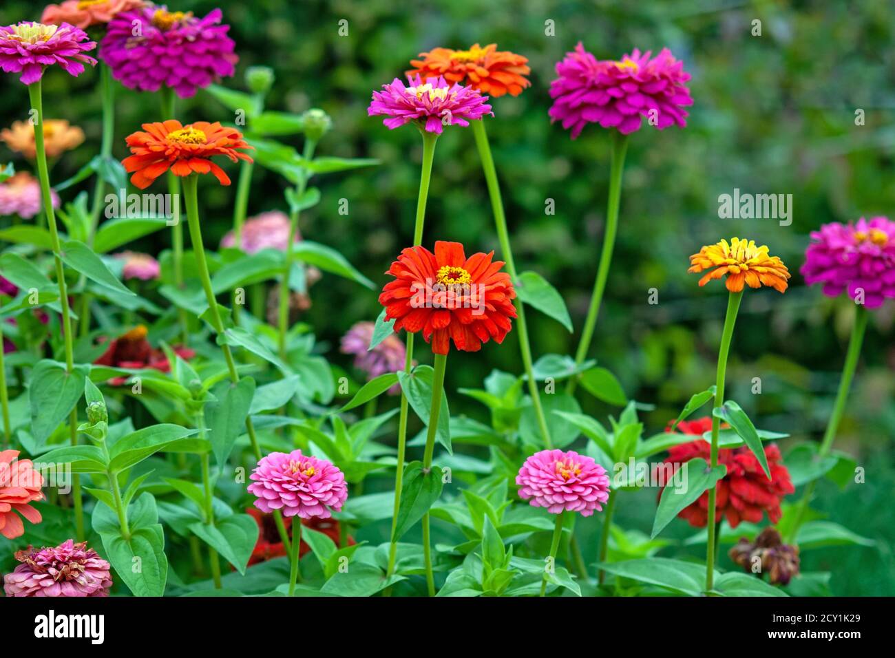 Zinnia flower in park hi-res stock photography and images - Alamy