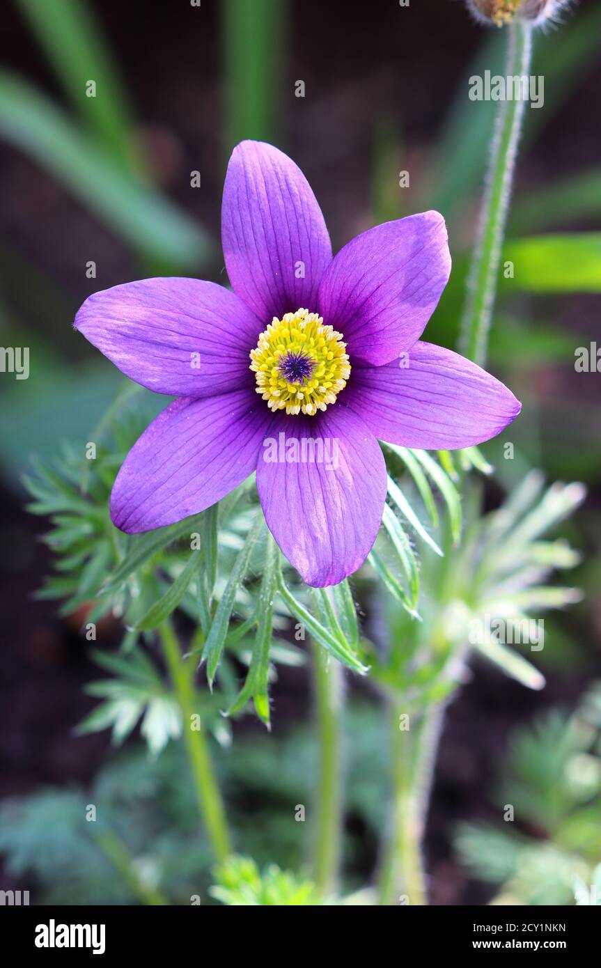 common pacque flower in purple macro Stock Photo - Alamy