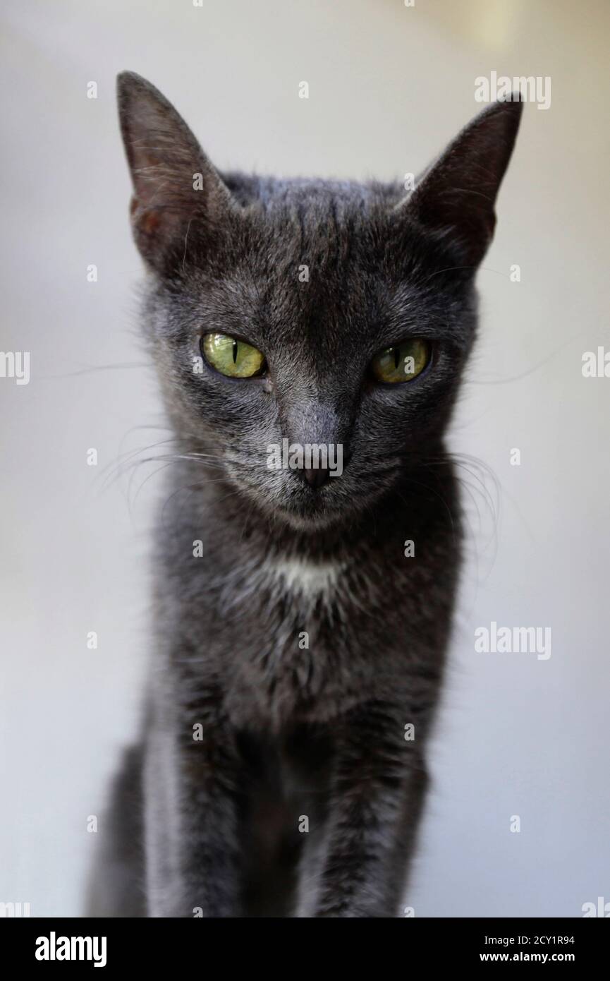 Cuban cats hi-res stock photography and images - Alamy