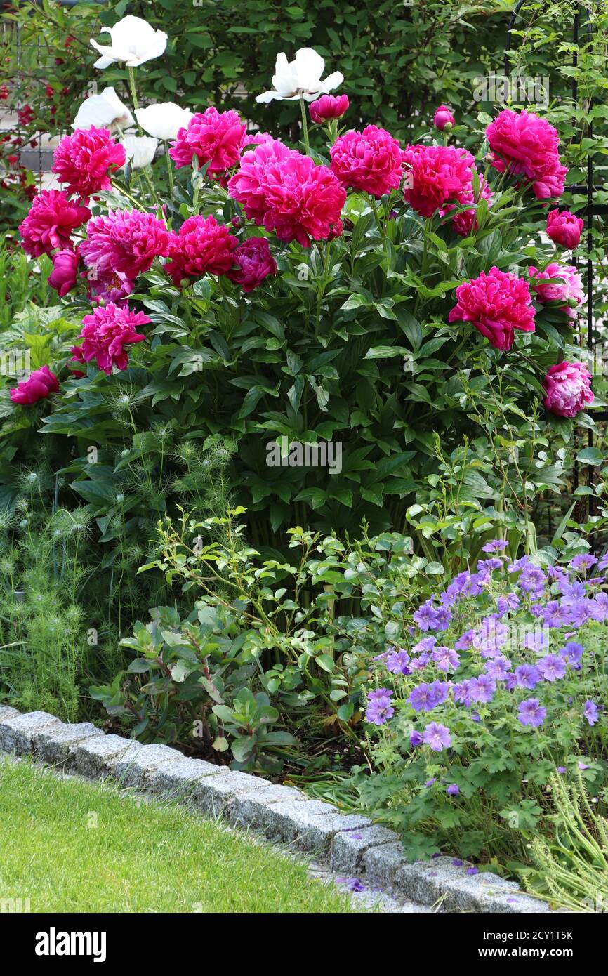 Purple peony poppy hi-res stock photography and images - Alamy