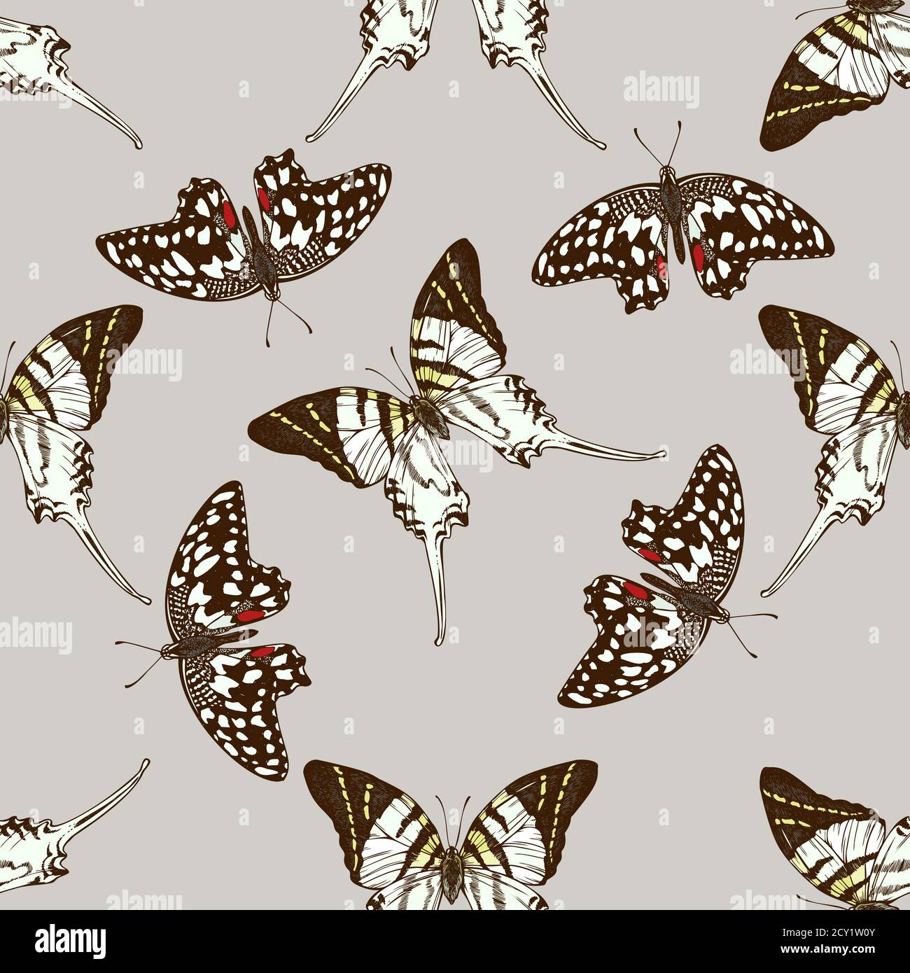 Insect nature lepidoptera spots butterflies exotic Stock Vector Images ...