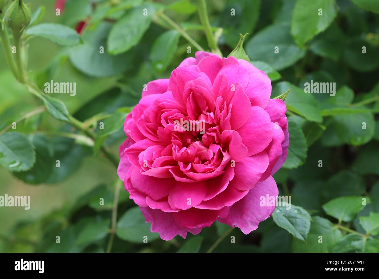 Princess anne rose hi-res stock photography and images - Alamy
