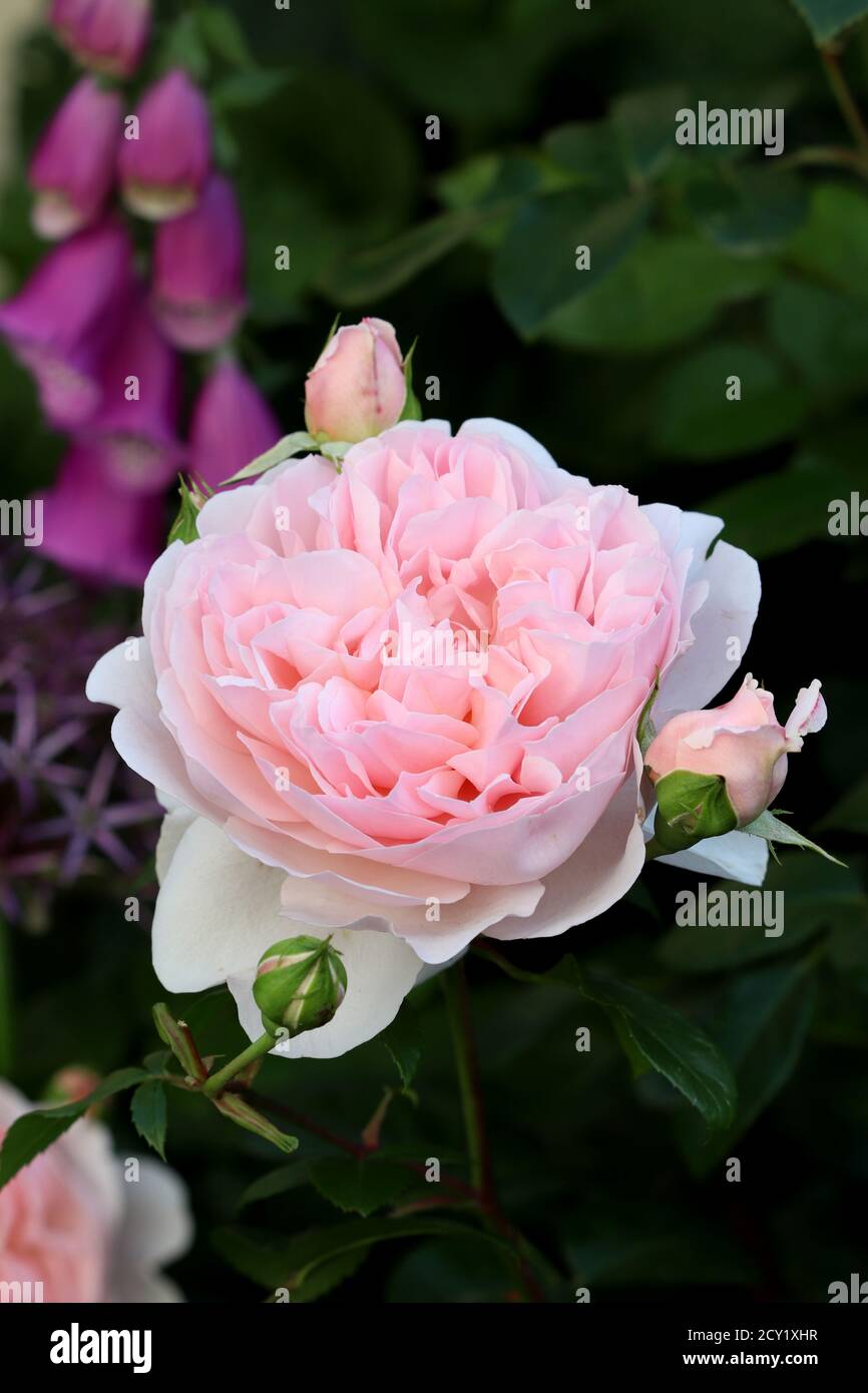 english rose in apricot Wildeve in summer garden Stock Photo - Alamy