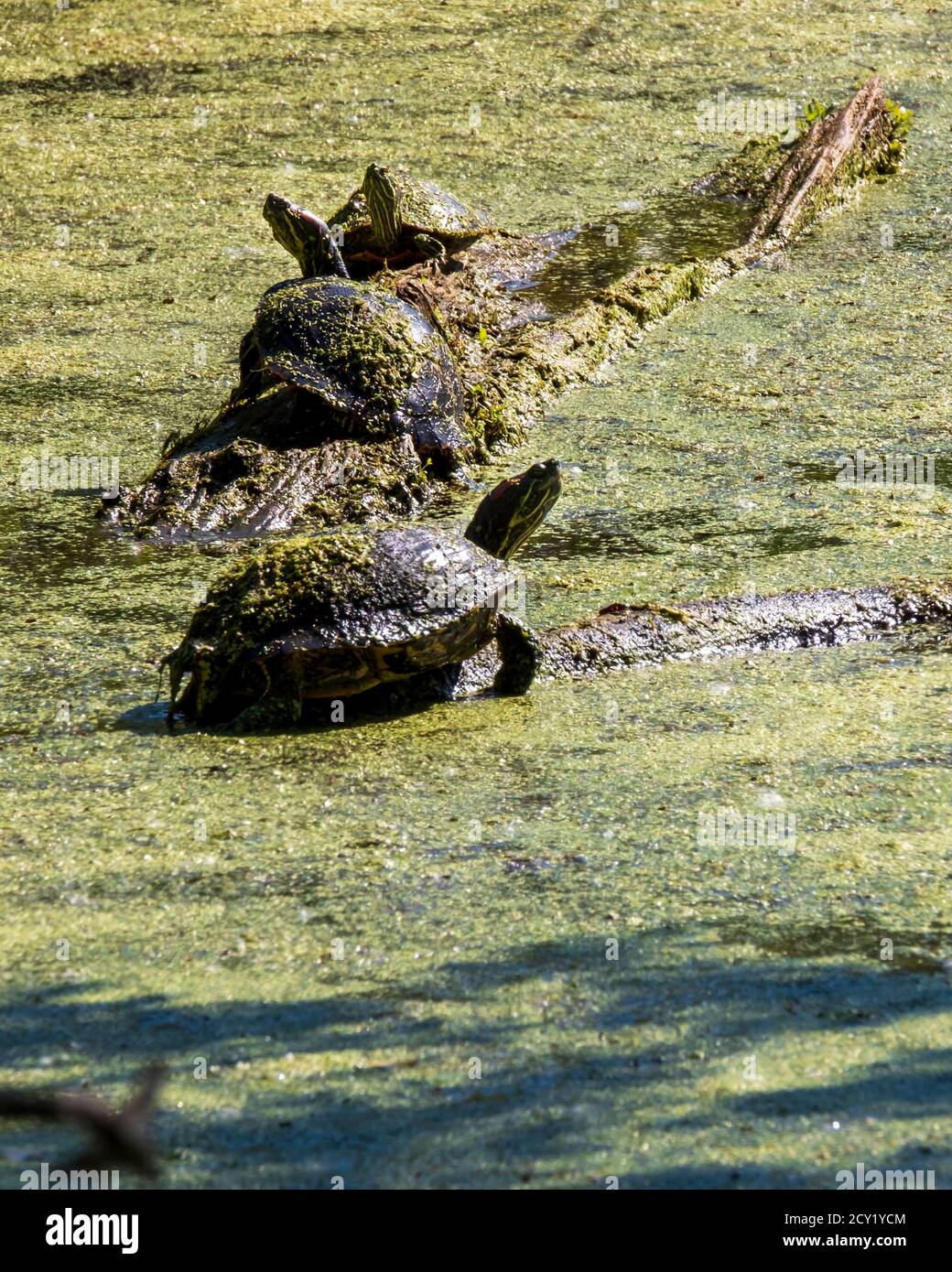 Three Red-eared Slider turtles, Trachemys scripta, sunning on logs in a pond filled with Common ...