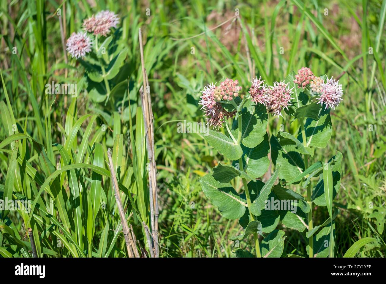 Pink milkweed blooming hi-res stock photography and images - Alamy