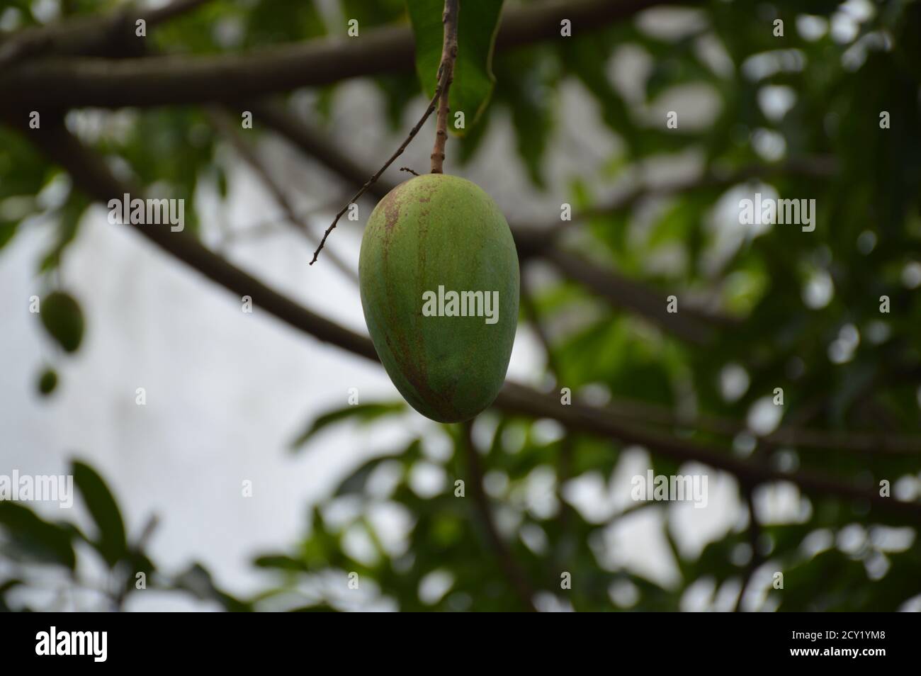 Single green mango hi-res stock photography and images - Alamy