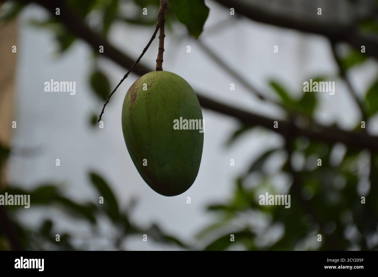 Single green mango hi-res stock photography and images - Alamy