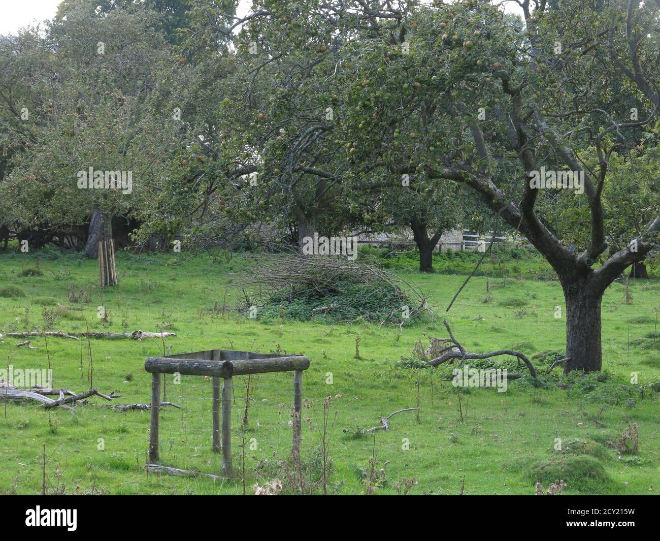 An old English orchard in the Worcestershire countryside, where mature ...