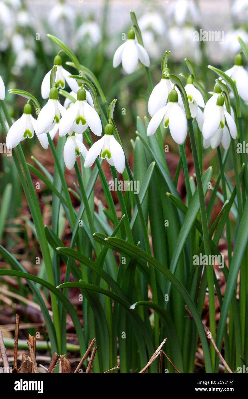 Galanthus in snow hi-res stock photography and images - Alamy