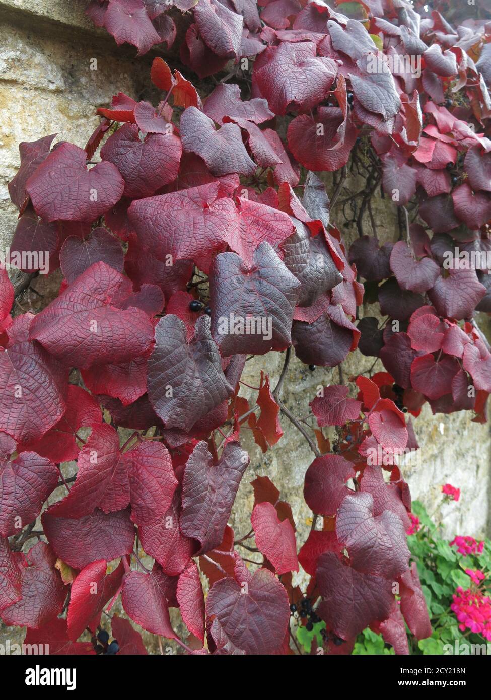 Red autumn autumnal leaves foliage wall climber climbing plant hi-res ...