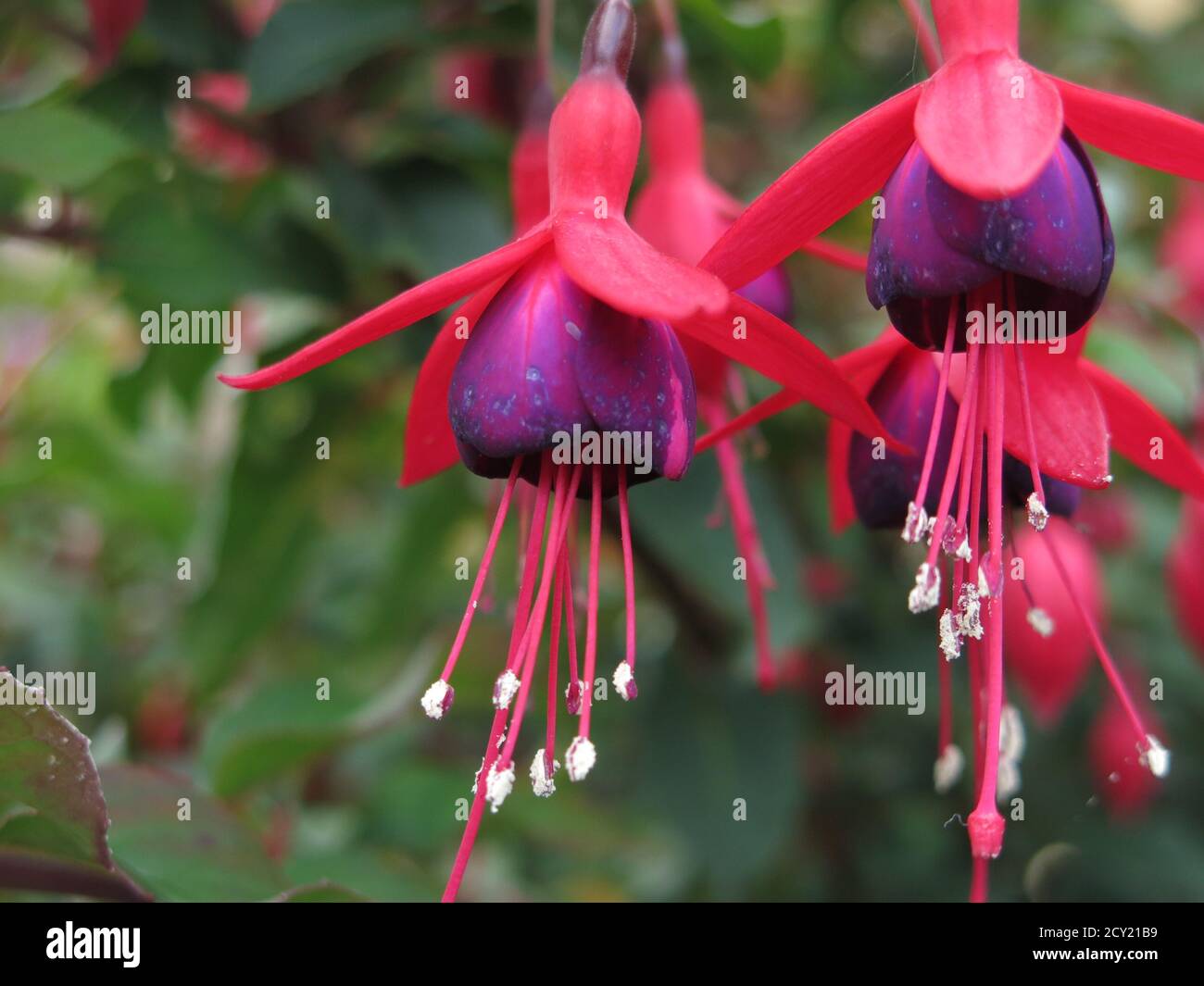 Pendulous Flowers High Resolution Stock Photography and Images - Alamy