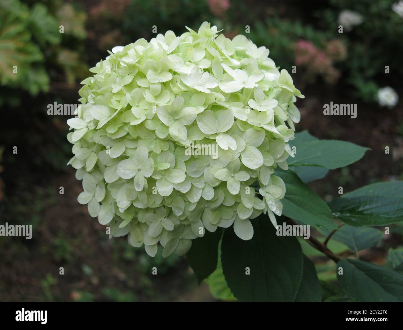 Close-up of a huge white pom-pom flowerhead of the shrub Hydrangea ...