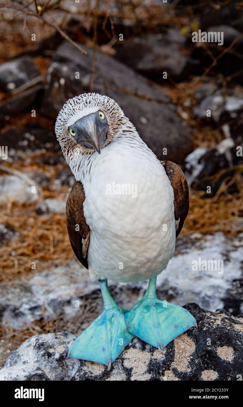 The Blue footed Boobies' courtship dance mating Stock Photo - Alamy