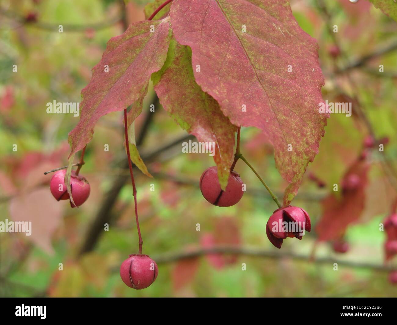 Close-up of the reddish leaves and berries of Korean spindle tree ...