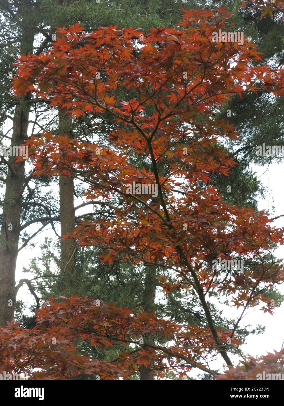 Autumn hues: the striking red foliage of an acer (maple) tree in early ...