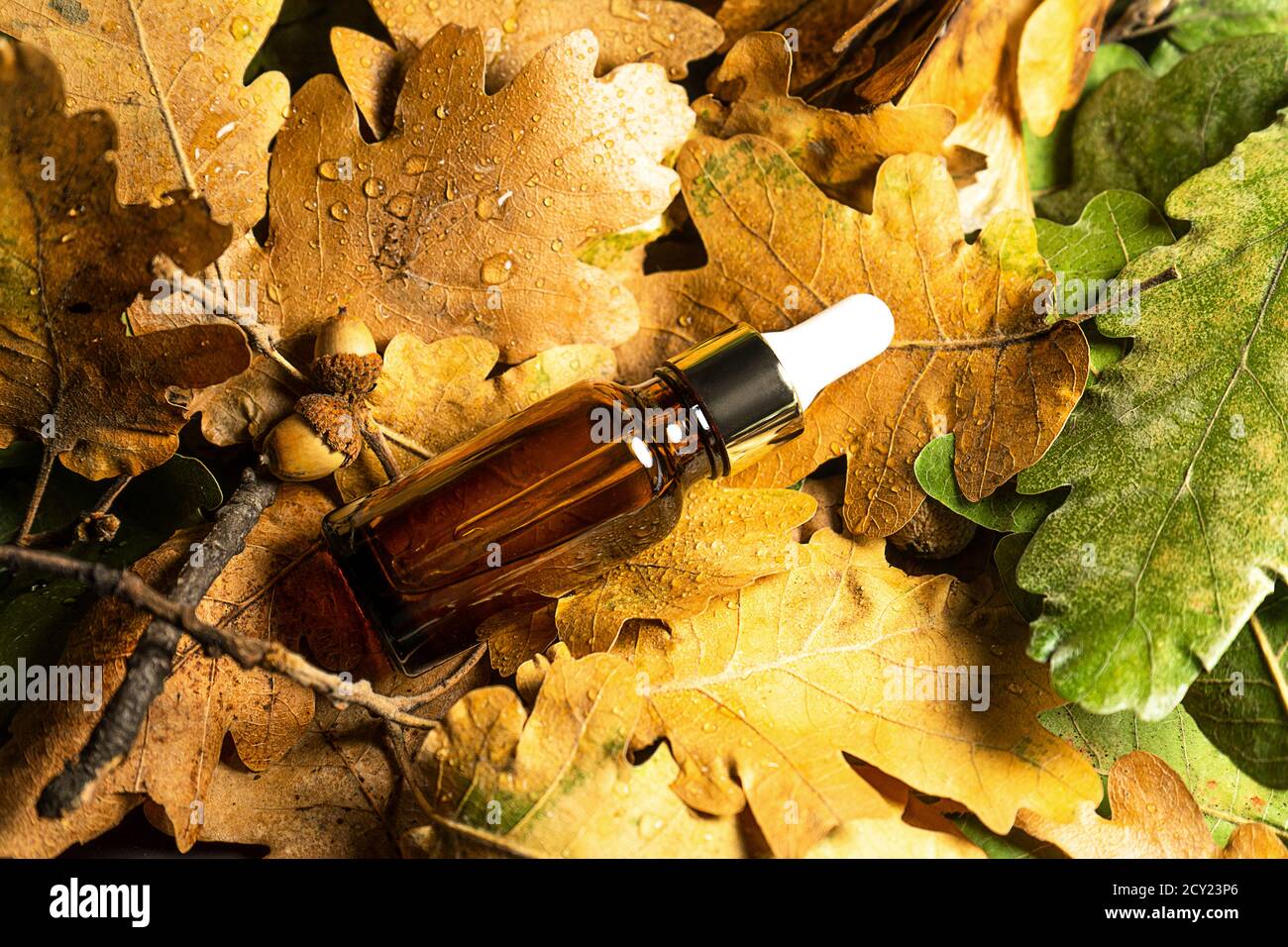 Autumn Beauty product creative composition. Beautiful autumn leaves and ...