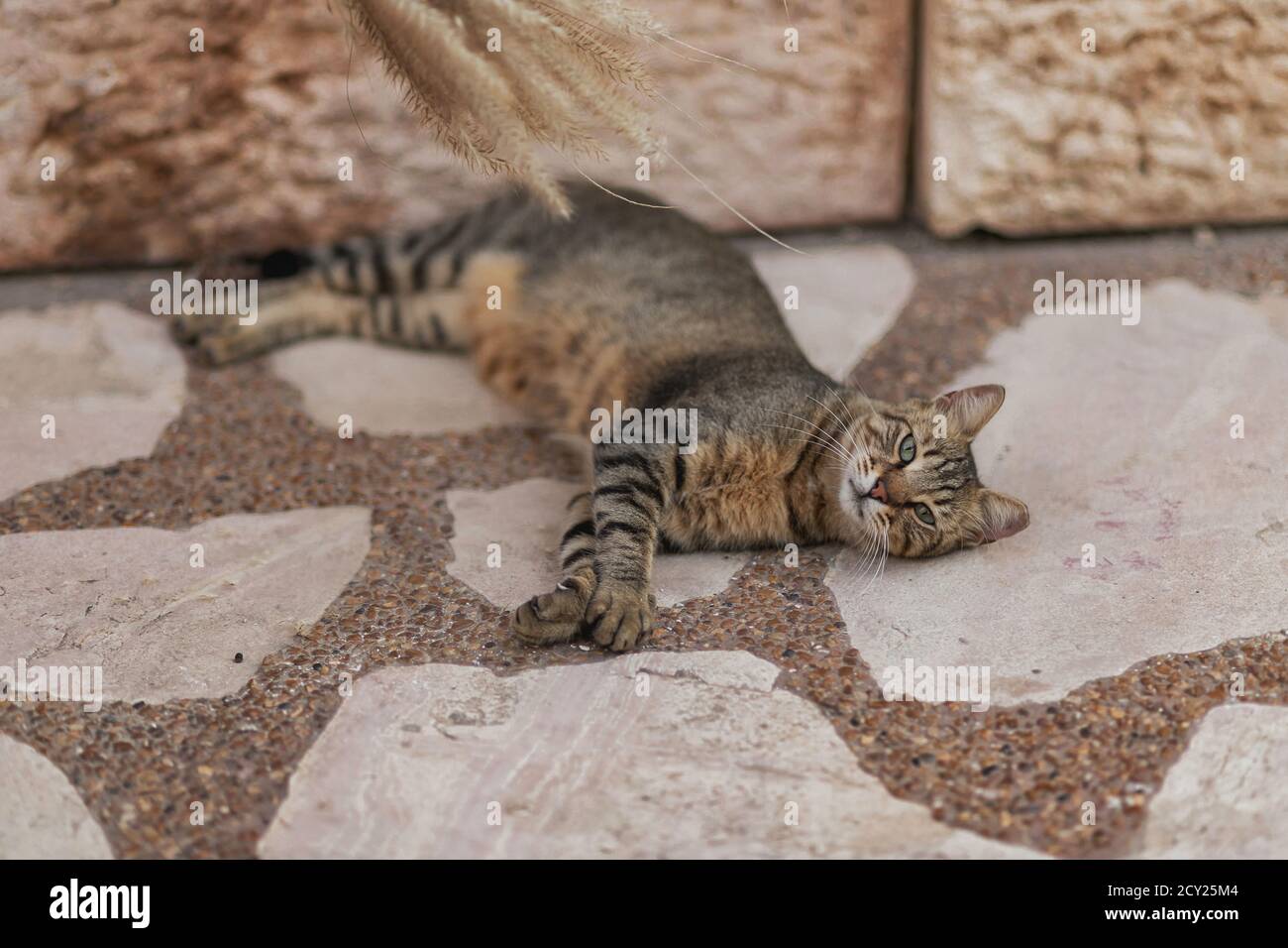 A brown stray cat lies on a stone and is played with spikelets on a ...