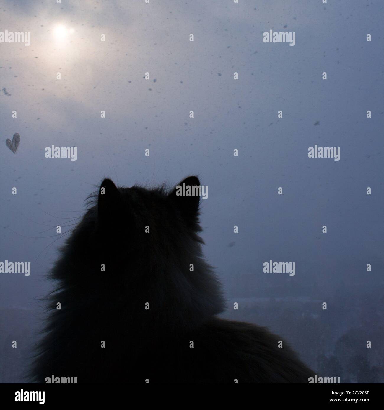 Siberian cat sits by window and looks at snowflakes outside window on ...
