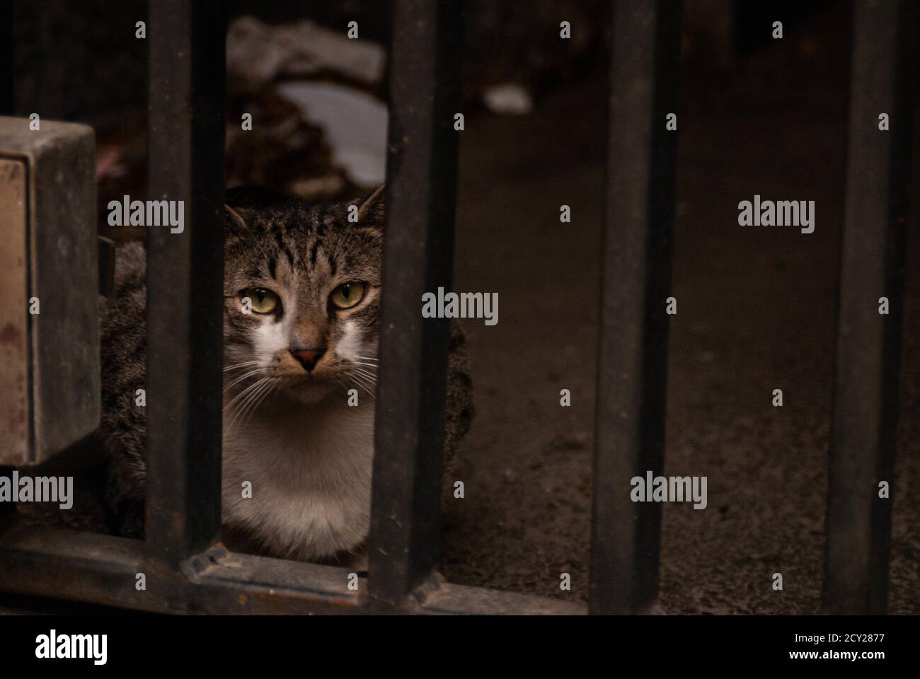 Domestic cat behind wire hi-res stock photography and images - Alamy