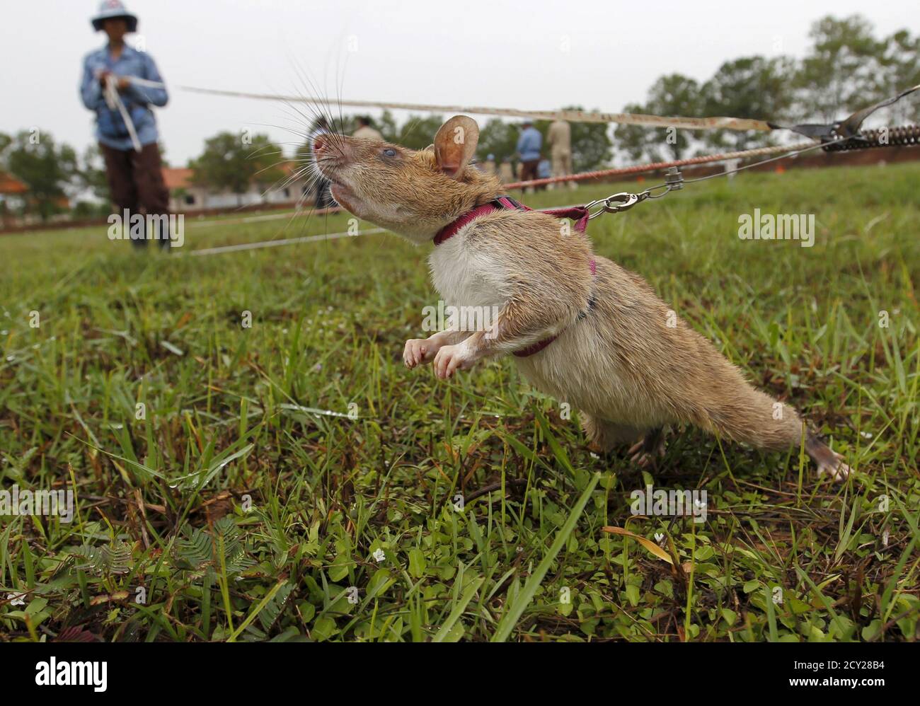 Man clearing mines hi-res stock photography and images - Alamy