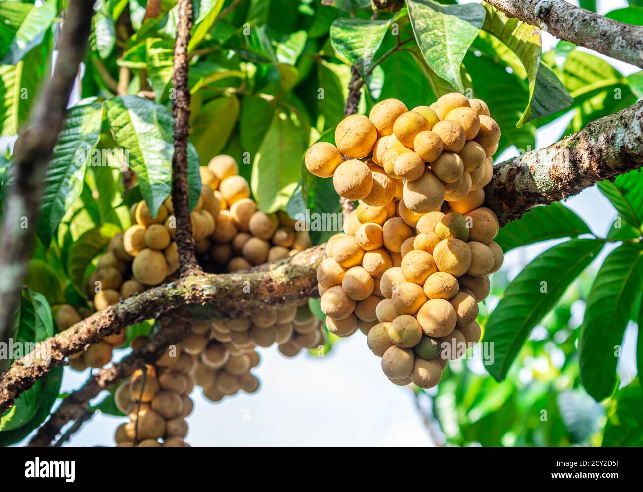Longkong On Tree High Resolution Stock Photography and Images - Alamy