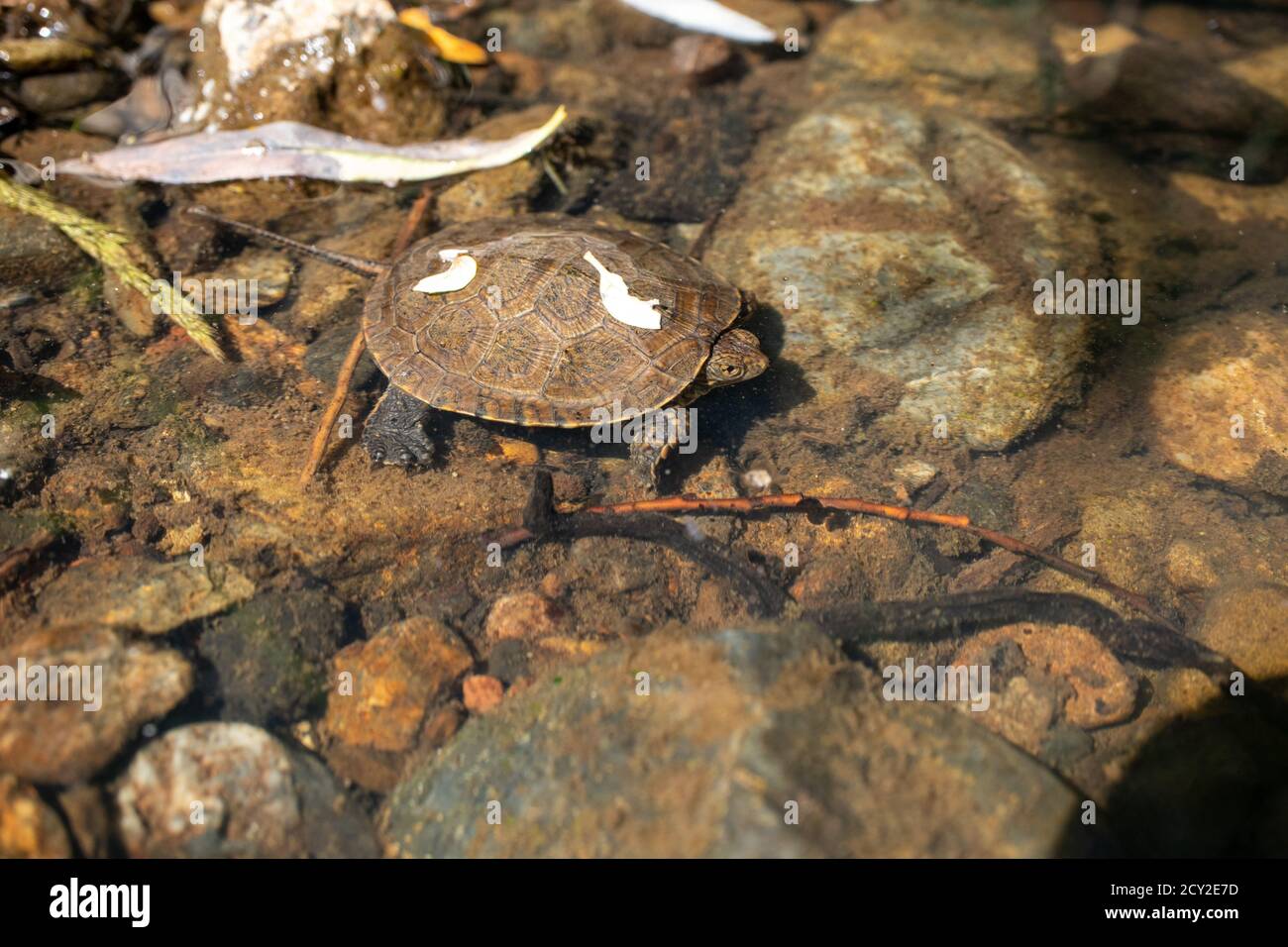 Small river turtle hi-res stock photography and images - Alamy