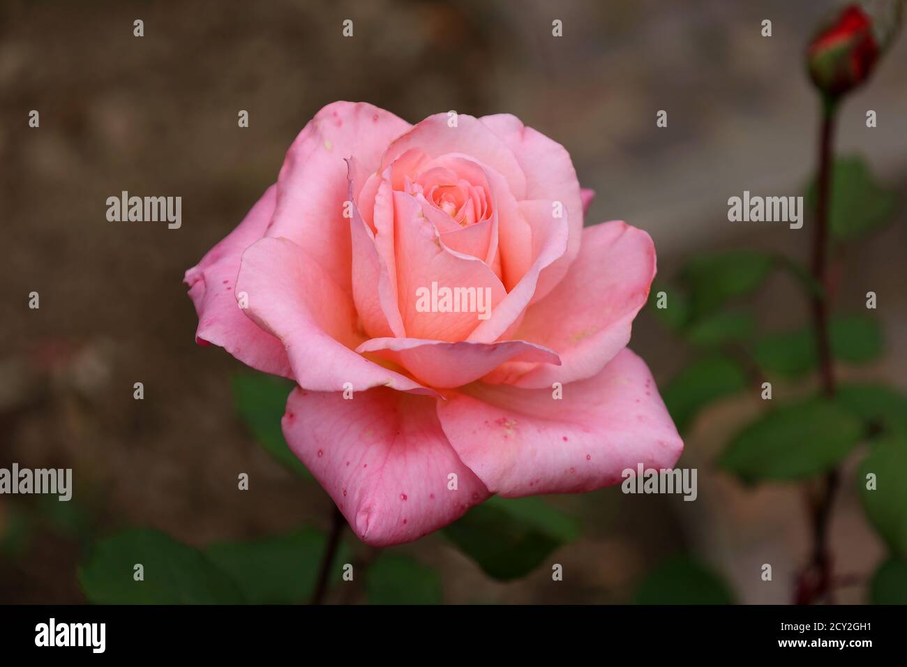 Red Roses on a bush in a garden Stock Photo - Alamy