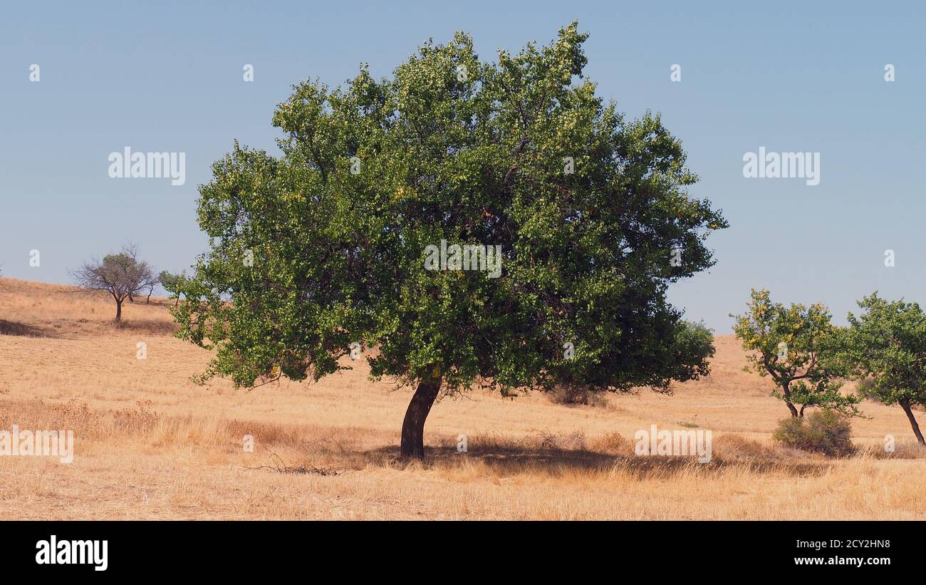 a century old big apricot tree, old fruit trees Stock Photo - Alamy