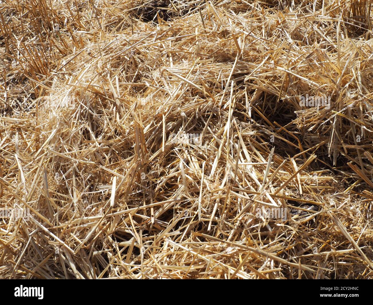 hay in the harvested wheat field, wheat straw and straw in the field ...