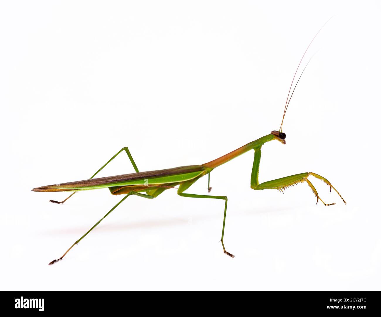 Praying mantis, Isolated on white background, Macro Stock Photo - Alamy