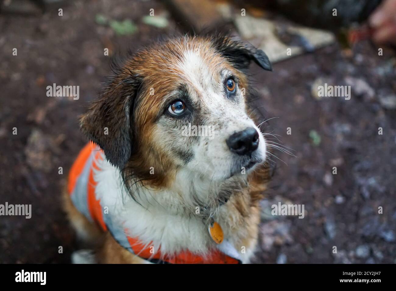 Very dirty dog with sad eyes begging Stock Photo - Alamy