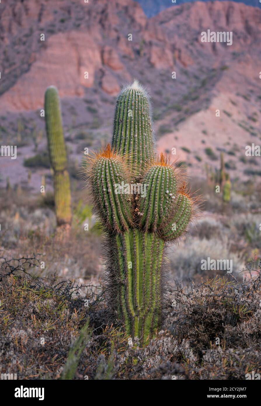 CARDON DE LA PUNA or CARDON DE LA SIERRA Echinopsis atacamensis ...