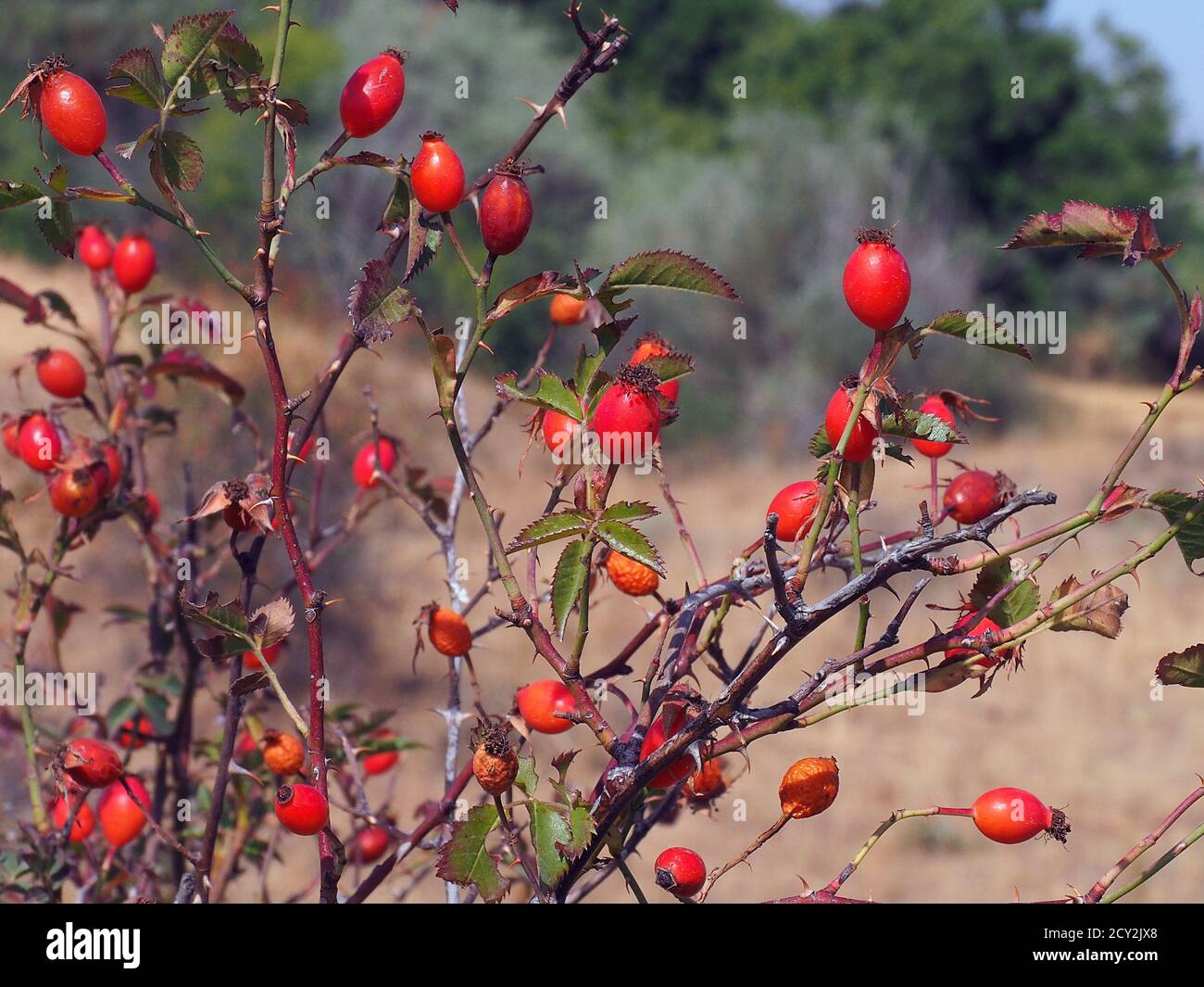 Rosehip fruits ripening on hi-res stock photography and images - Alamy