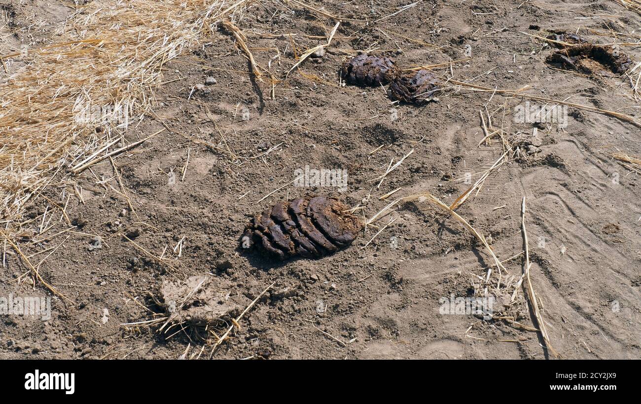 dried cow manure, straw and cow dung Stock Photo - Alamy