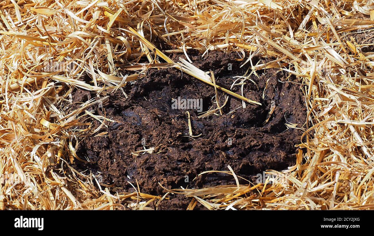 dried cow manure, straw and cow dung Stock Photo - Alamy