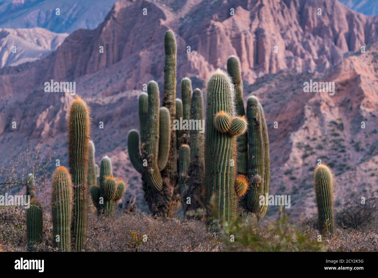 CARDON DE LA PUNA or CARDON DE LA SIERRA Echinopsis atacamensis ...