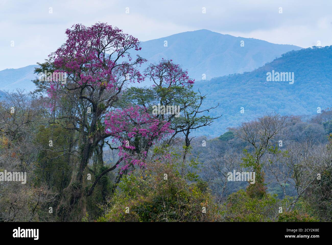 ARBOL LAPACHO ROSADO Handroanthus impetiginosus, Forest Las Yungas ...
