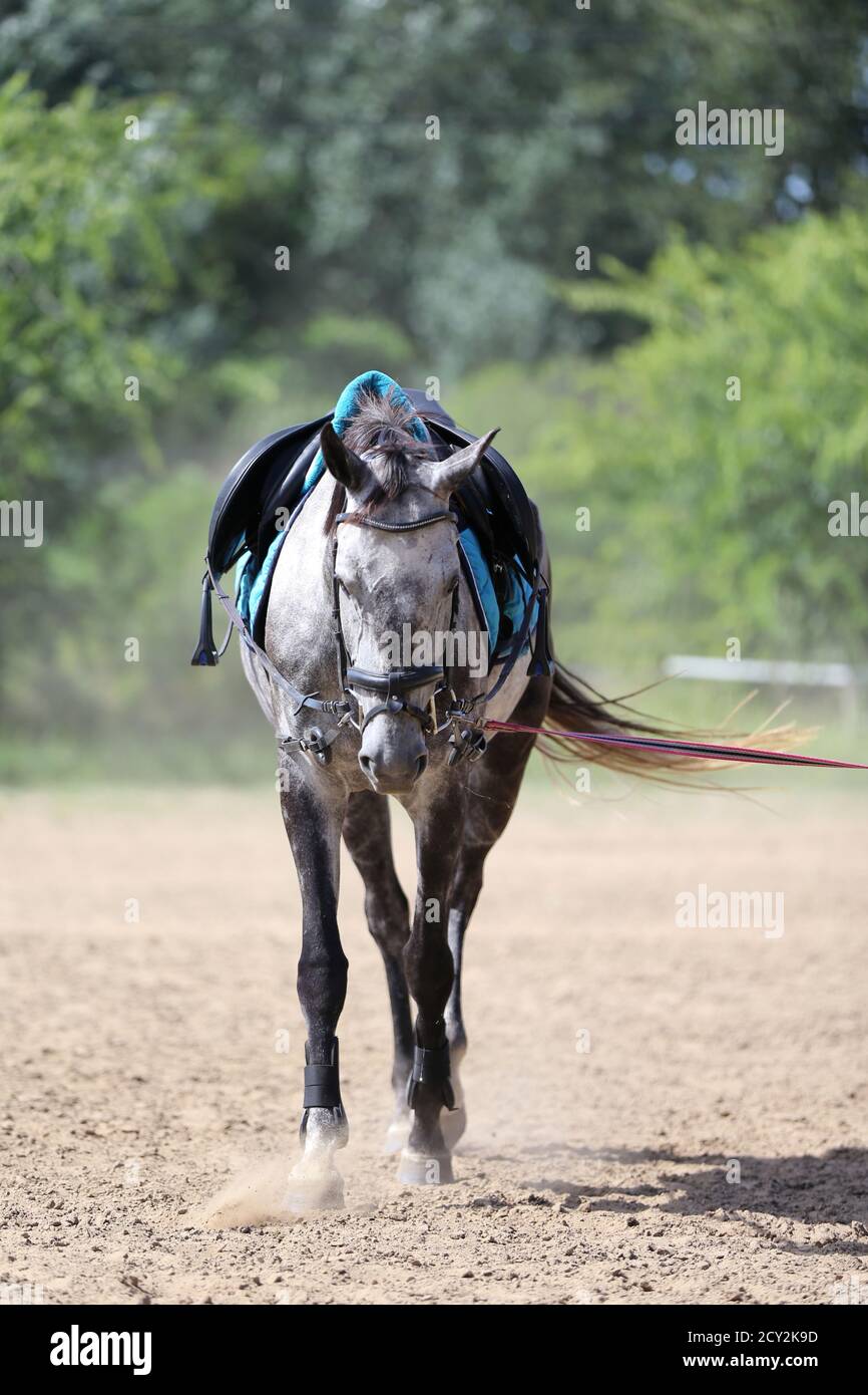 Horse saddlery detail hi-res stock photography and images - Alamy