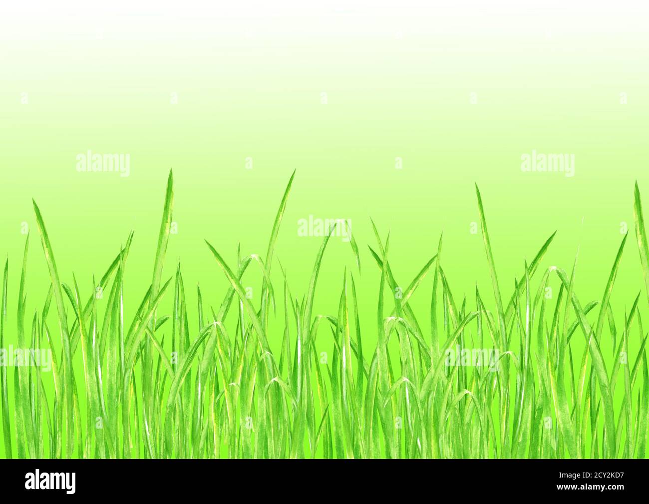 Green grass. Summer horizontal background with watercolor hand drawn ...